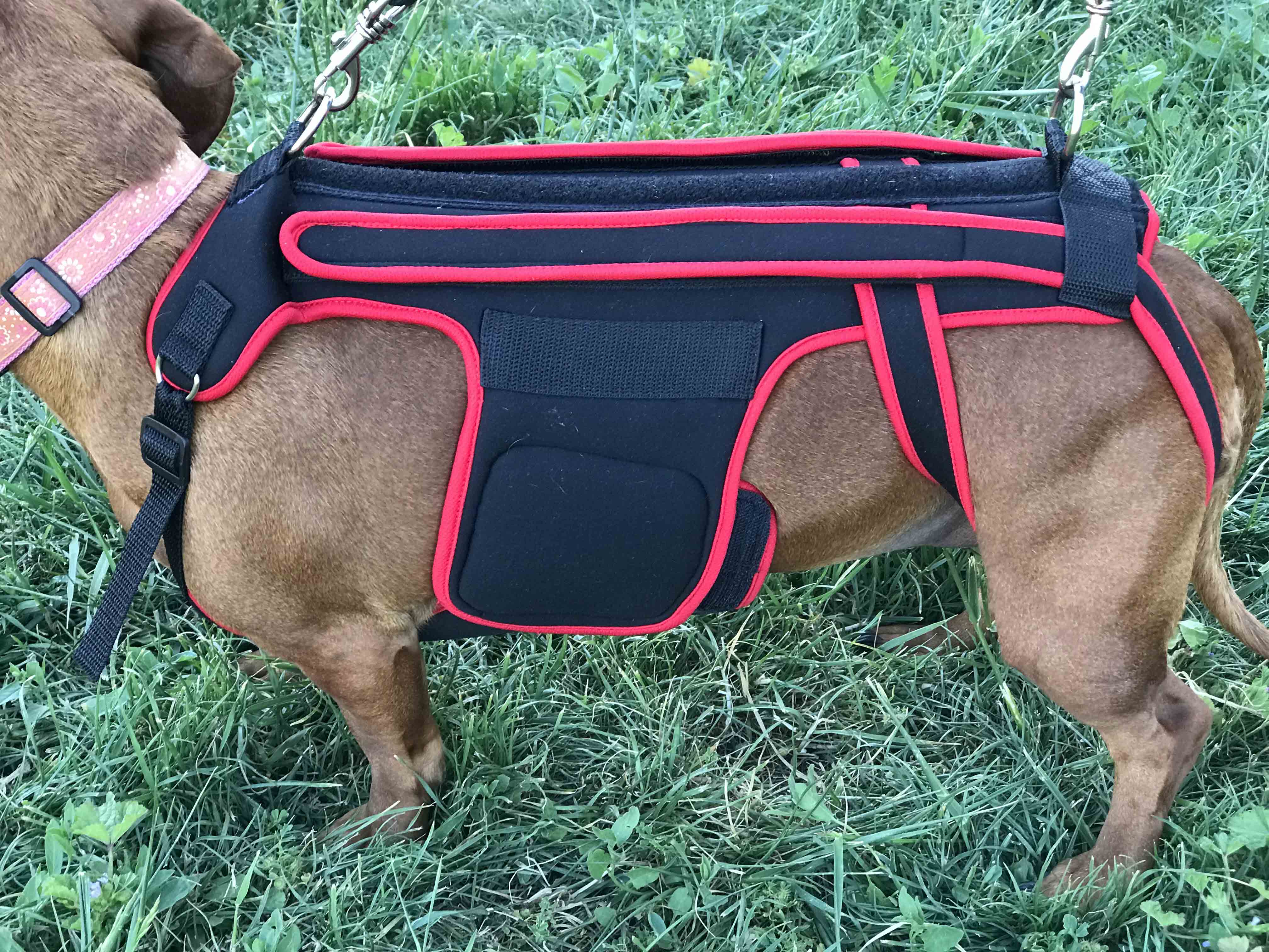 KIPPE Ortopédicos para Mascotas.