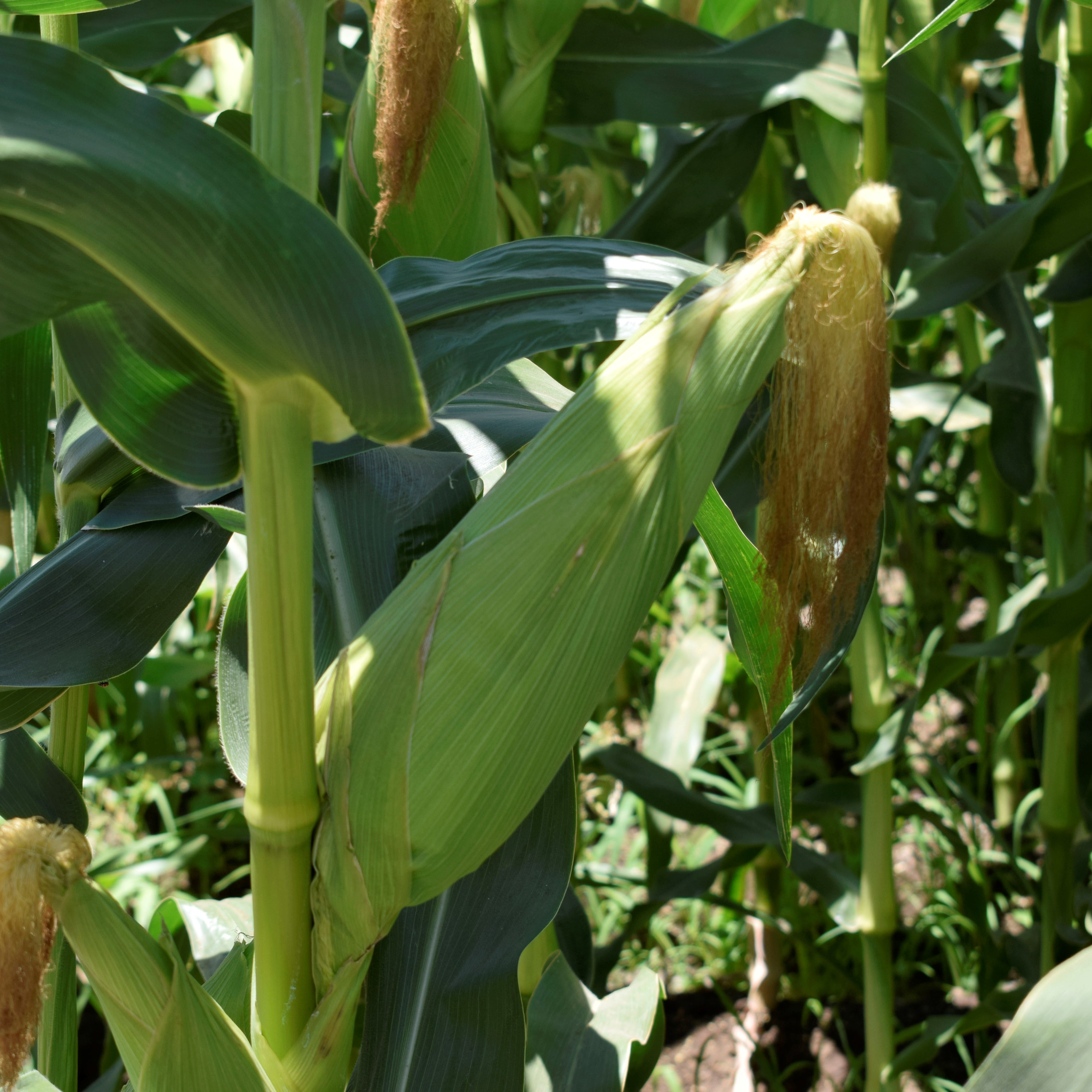 CIS Agro