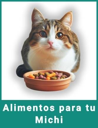 Todo para tus michis